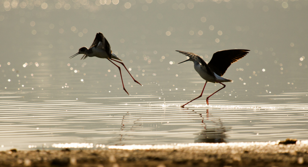 Hebbal Lake - tourmet
